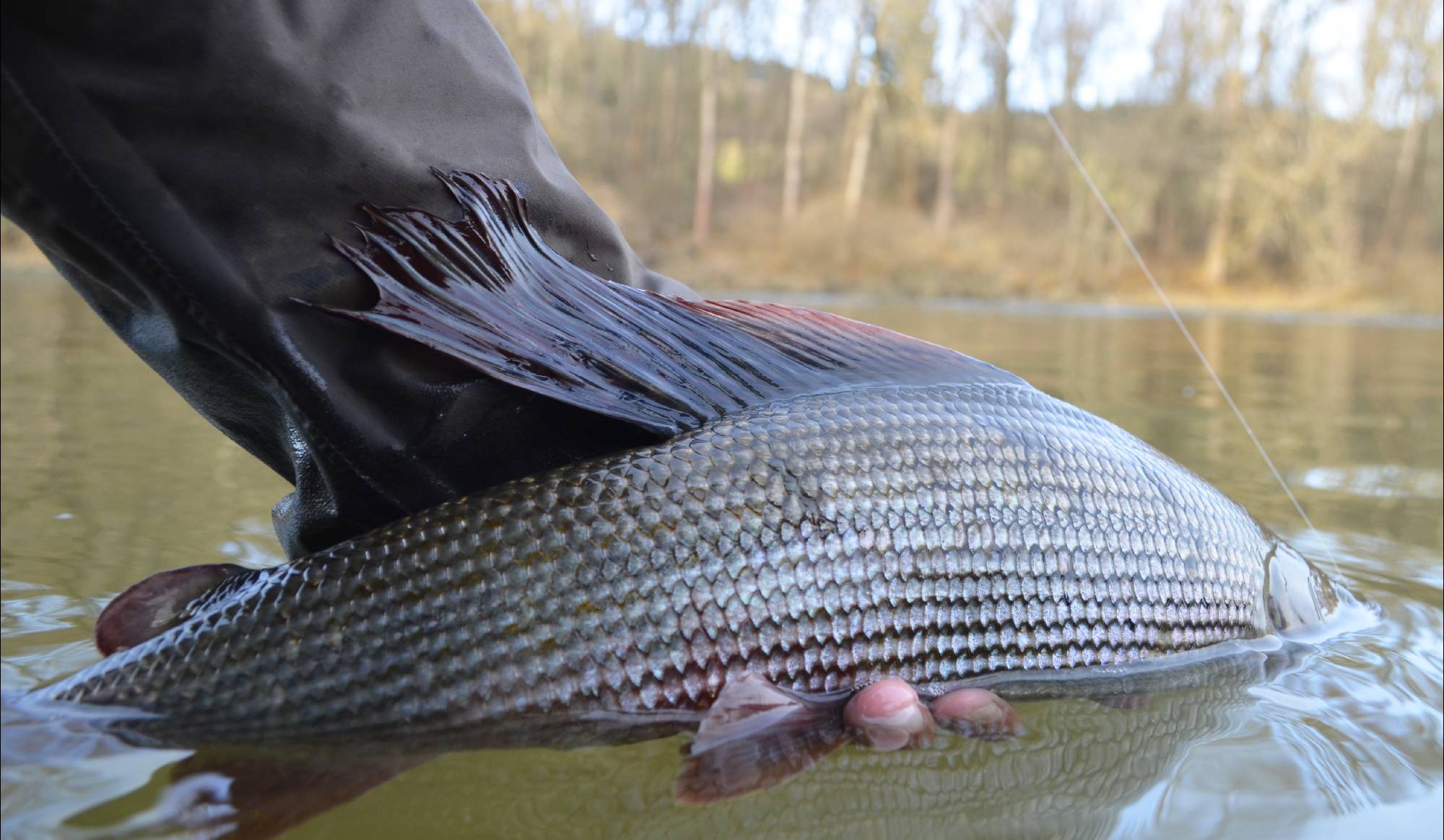 Fly fishing in Slovakia-home